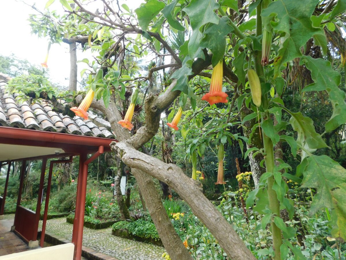 🇧🇴 Flores en Bolivia: Historia y Tradición 🌺